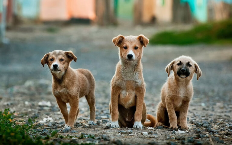Long Dog – Complete Guide to Long-Body Dog Breeds, Care,