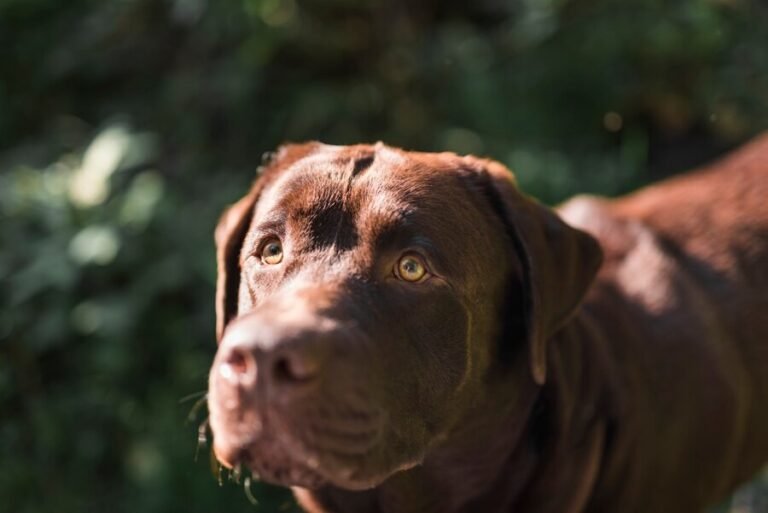 Red Nose Pitbull: All You Need to Know About This Unique Breed ...
