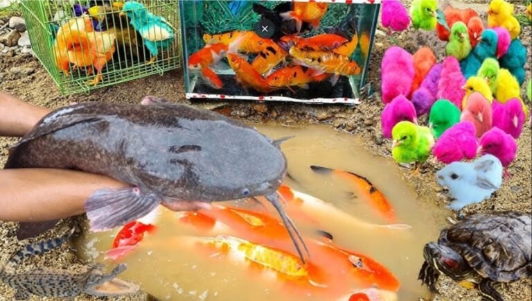 Small Catfish: Types, Habitat, Care Tips & Interesting Facts